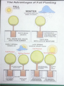 Fall Planting Season - Bald Mountain Nursery